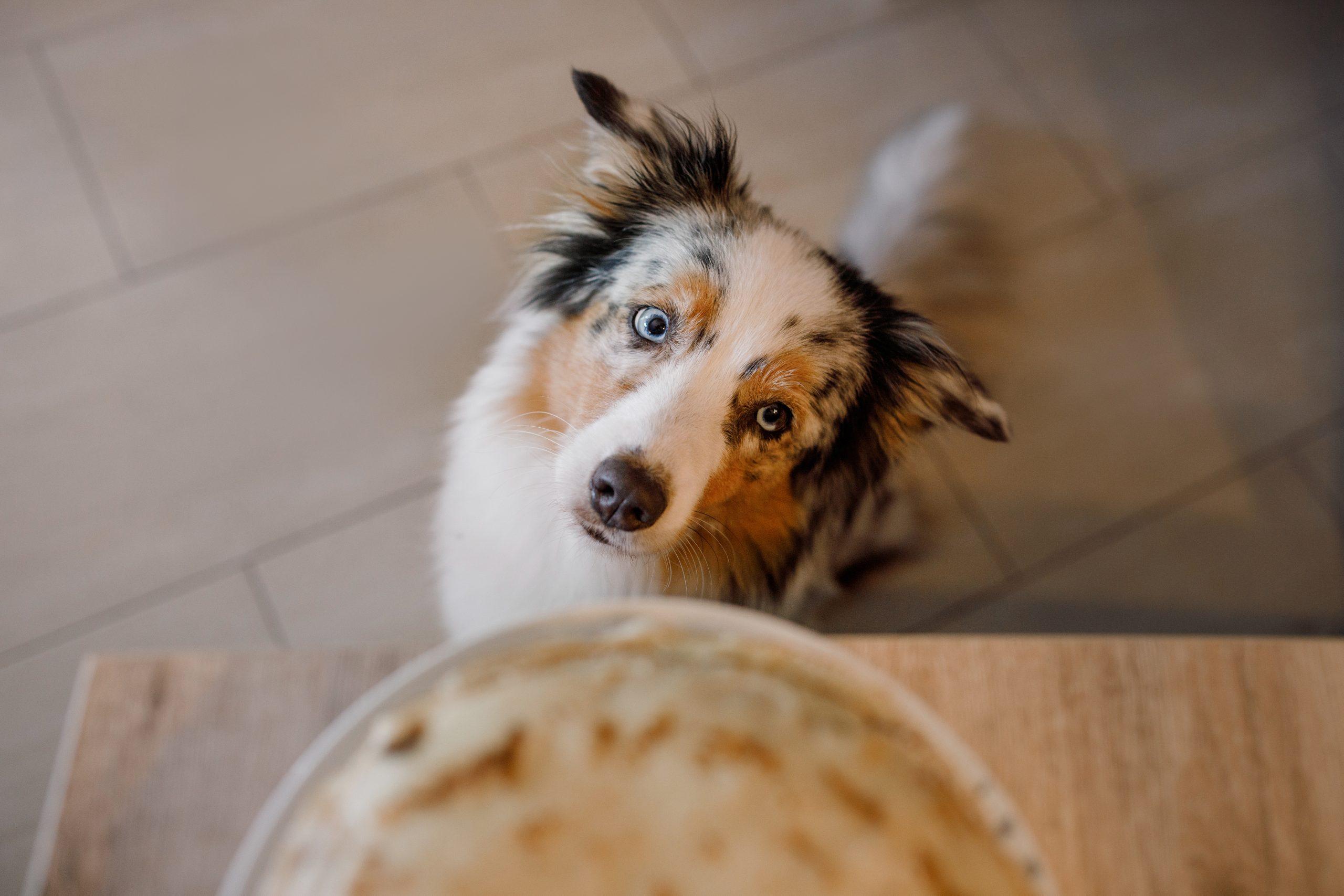 Dog Friendly Pancake Recipe - Dog Furiendly Recipes