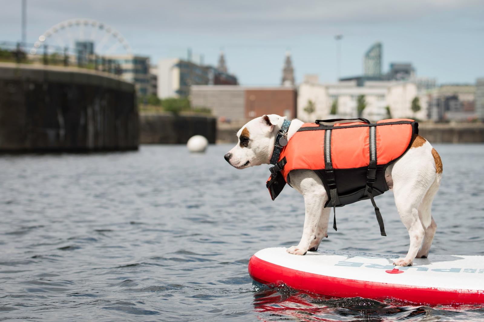 Our Guide to Dog Friendly Liverpool City Centre - DOG Blog