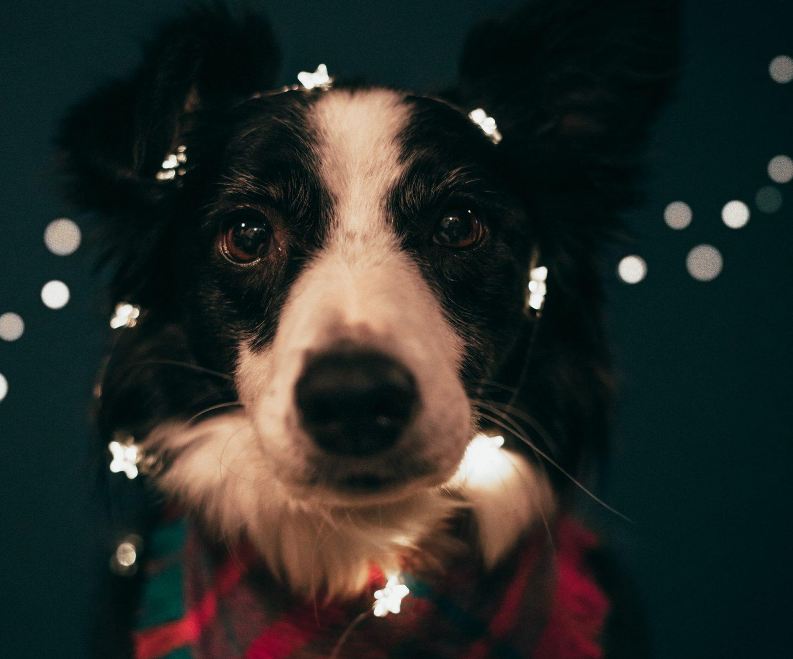 What Does Your Dog's Star Sign Say About Them? - Houndy