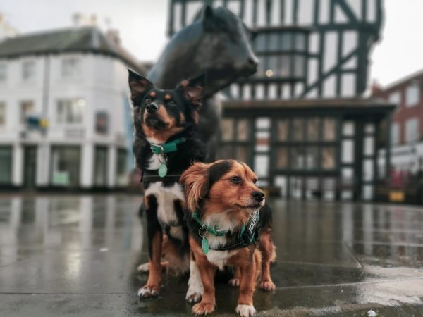 Dog Friendly Petting Zoos & Farms To Visit With Your Pooch - DOG Blog
