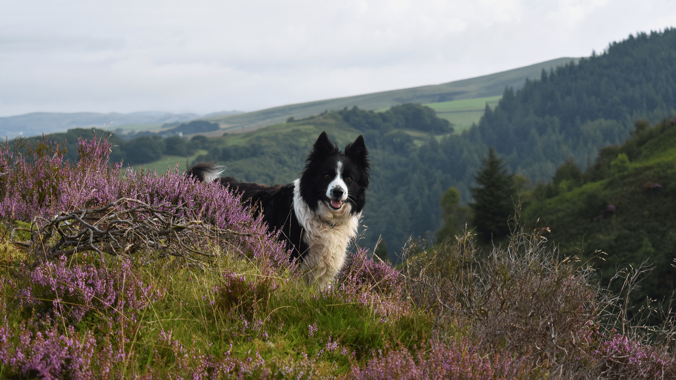 Guide to Safe, Respectful and Enjoyable Dog Walks - Dog Blog | Houndy ...