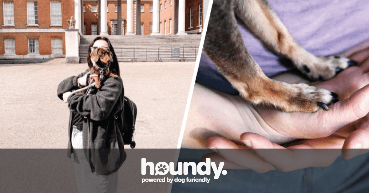 The Benefits of Dogs for Well-being - Dog Blog | Houndy, by Dog Furiendly