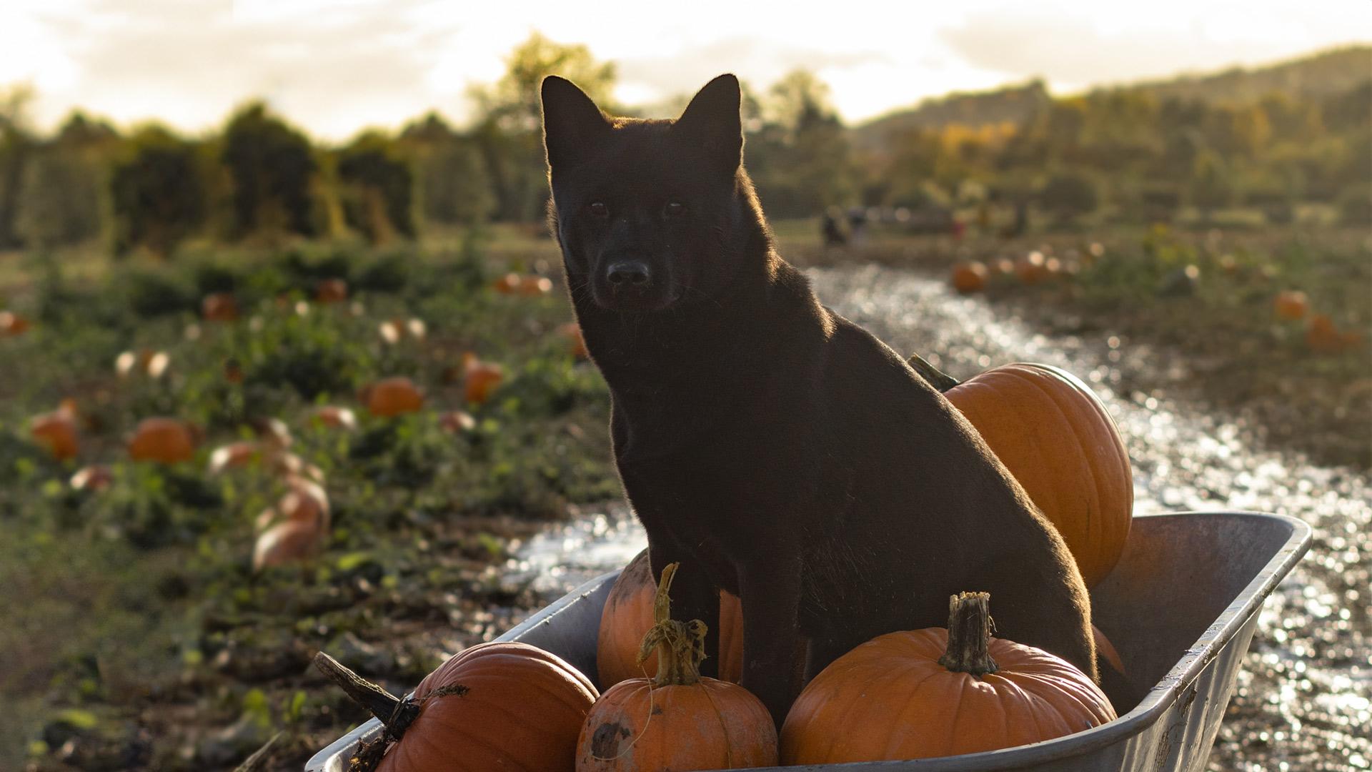 The Best Dog Friendly Pumpkin Patches Around The UK - Houndy