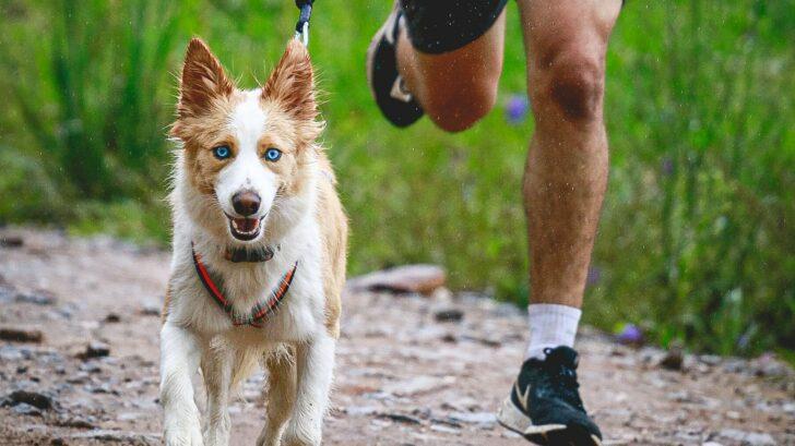 A Beginners guide to Canicross - Houndy I Dog Furiendly