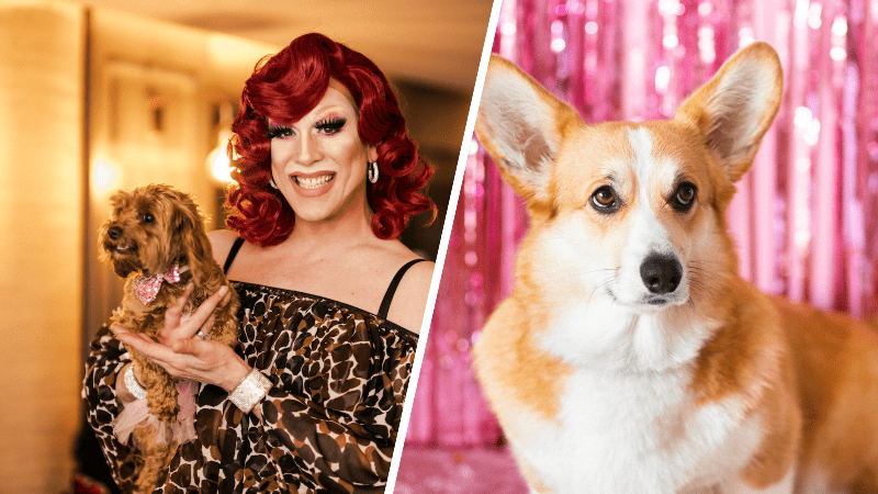 Dog Drag Brunch In London! - Dog Blog | Houndy, by Dog Furiendly