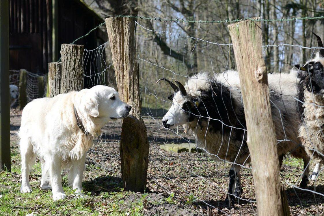 Dog Friendly Petting Zoos & Farms To Visit With Your Pooch - Houndy