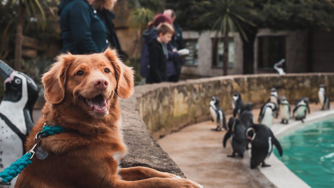 Dog friendly Beaches on the Isle of Wight - DOG Blog