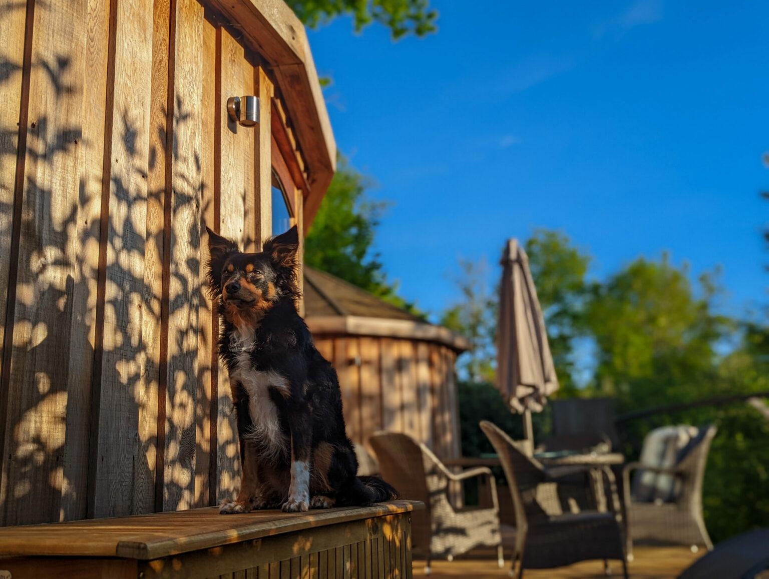 12 Dog Friendly Treehouse Holidays To Book With Your Dog