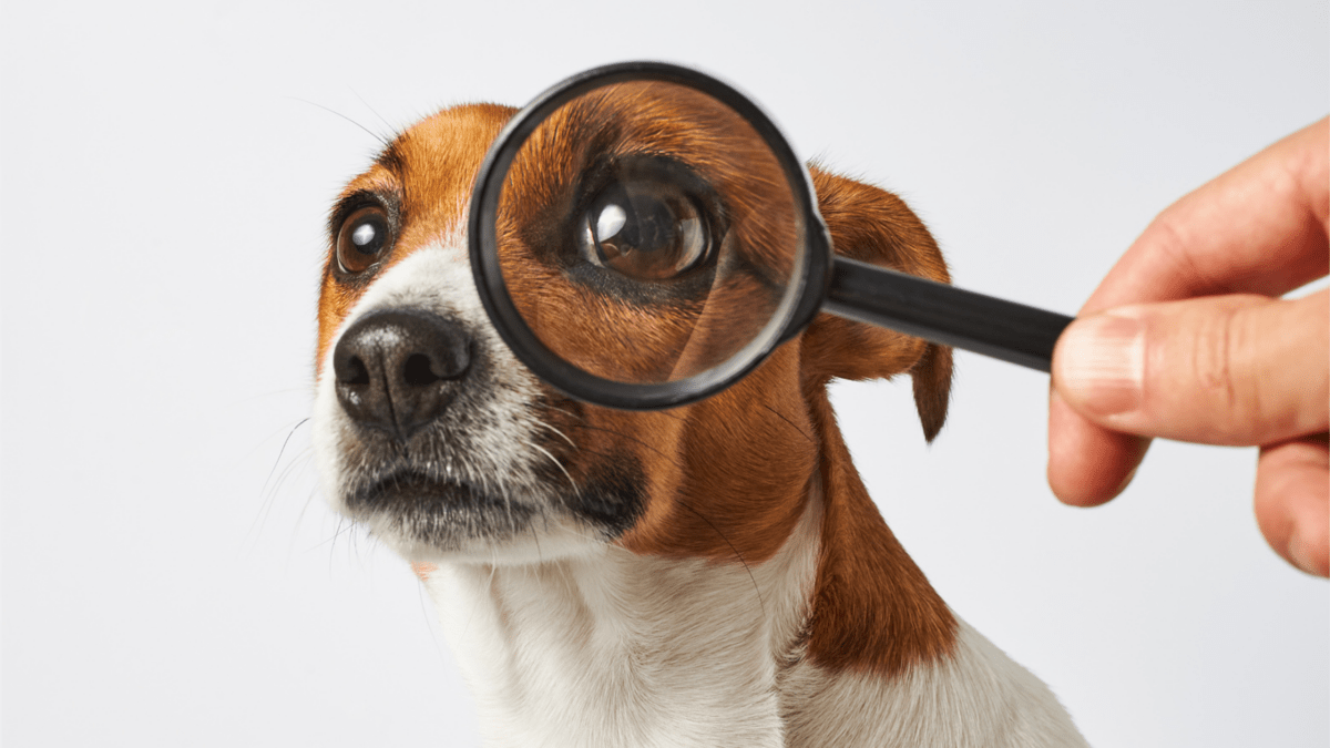 Do Fleas Fly? Separating Flea Facts and Fiction - Houndy