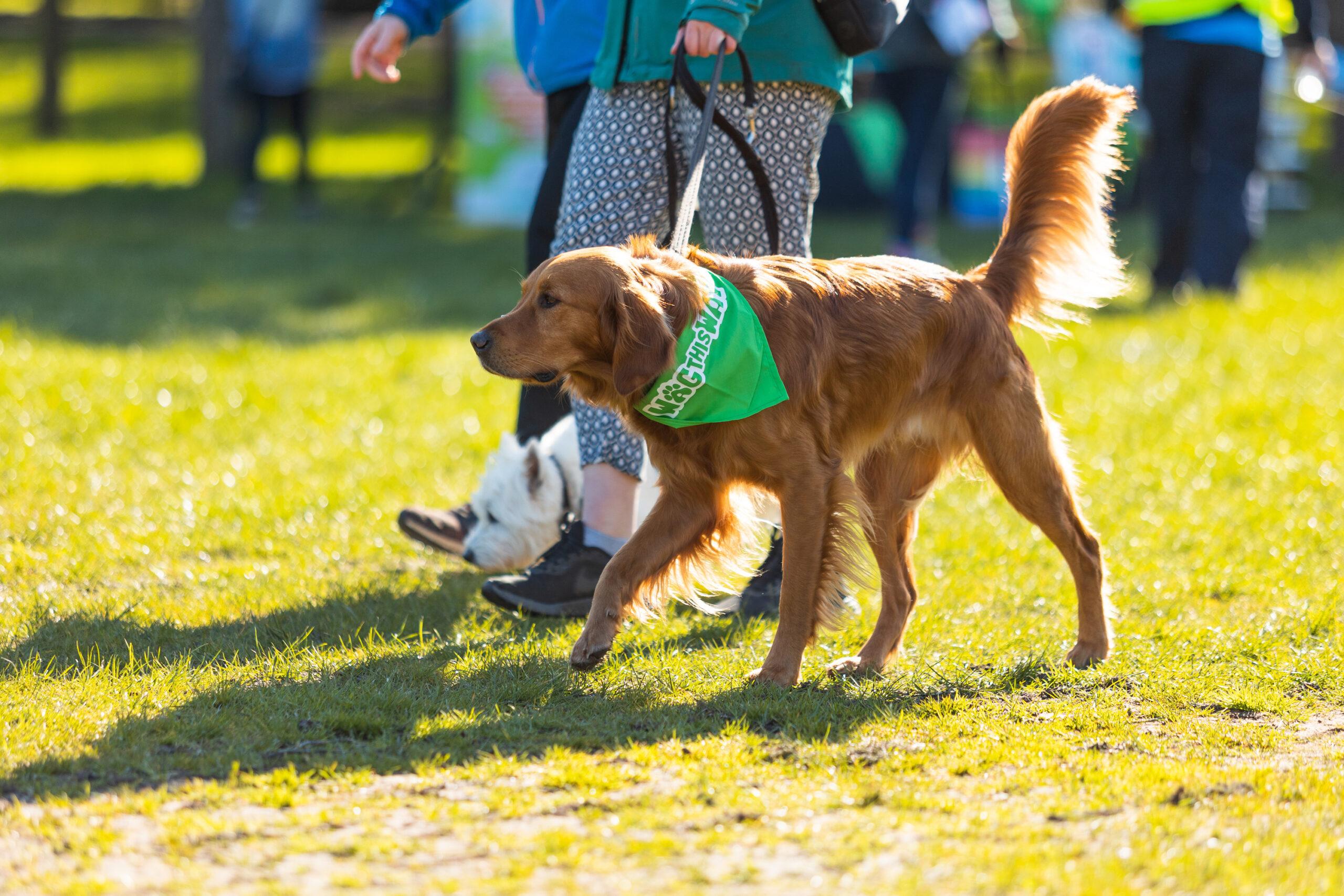 Wag This Way 2023 - Join the Fun Dog Walk for City Hospice