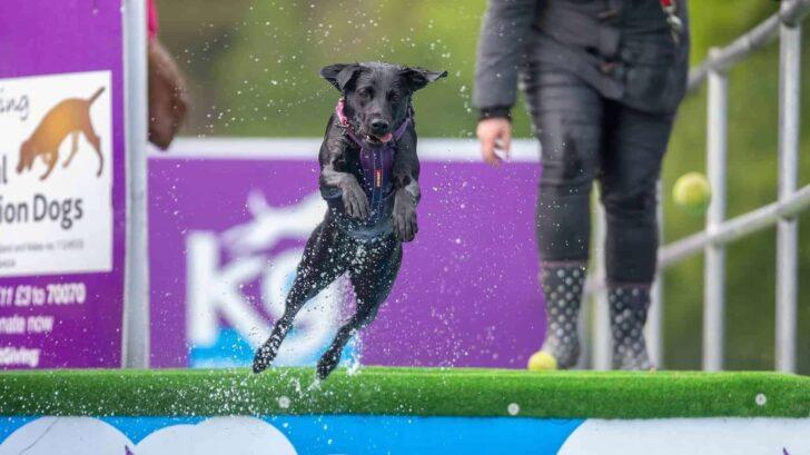 A Beginners guide to Canicross - Dog Blog | Houndy, by Dog Furiendly I ...