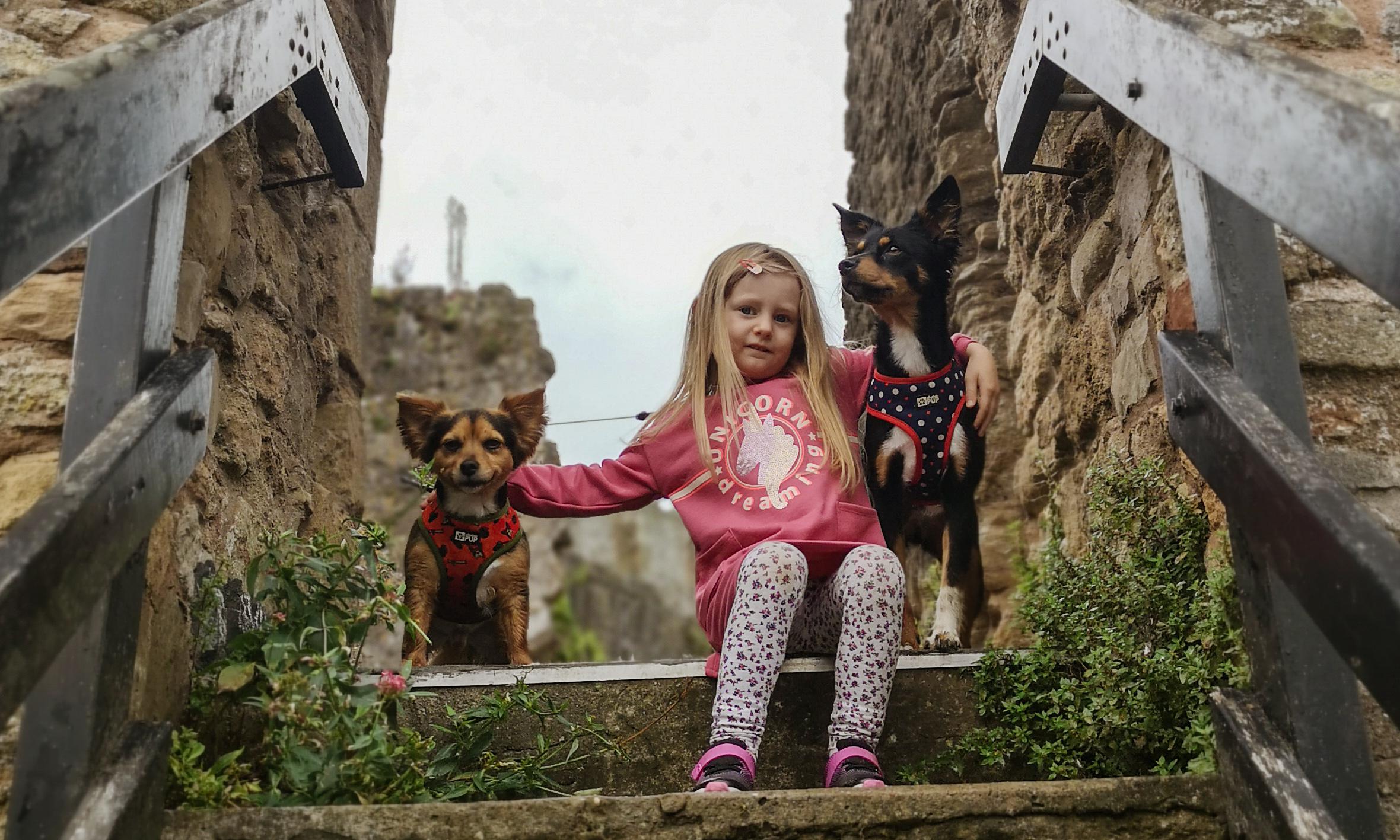 Wagging through History: Exploring Dog-Friendly Castles in Wales - Houndy