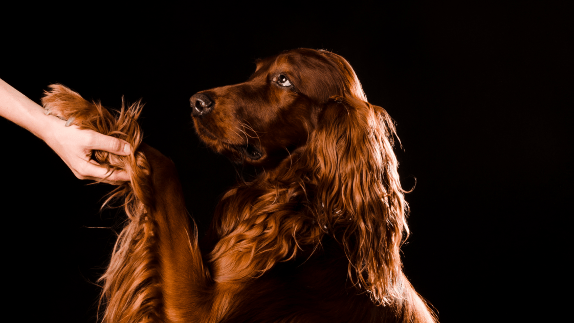 What Is the Heinz 57 Dog Breed? A Melting Pot of Canine Charms - Dog ...