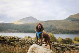 5 Ultimate Dog Hikes To Explore In The UK - DOG Blog