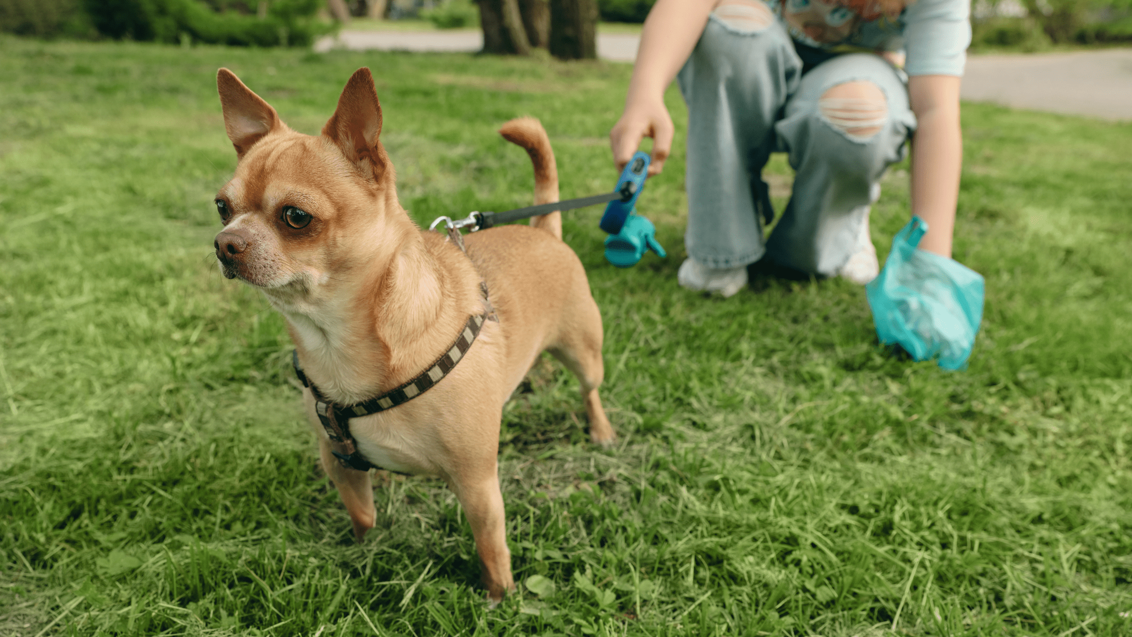 Mind Your Pees and Poos – A Guide to Dog Poo Etiquette - Houndy