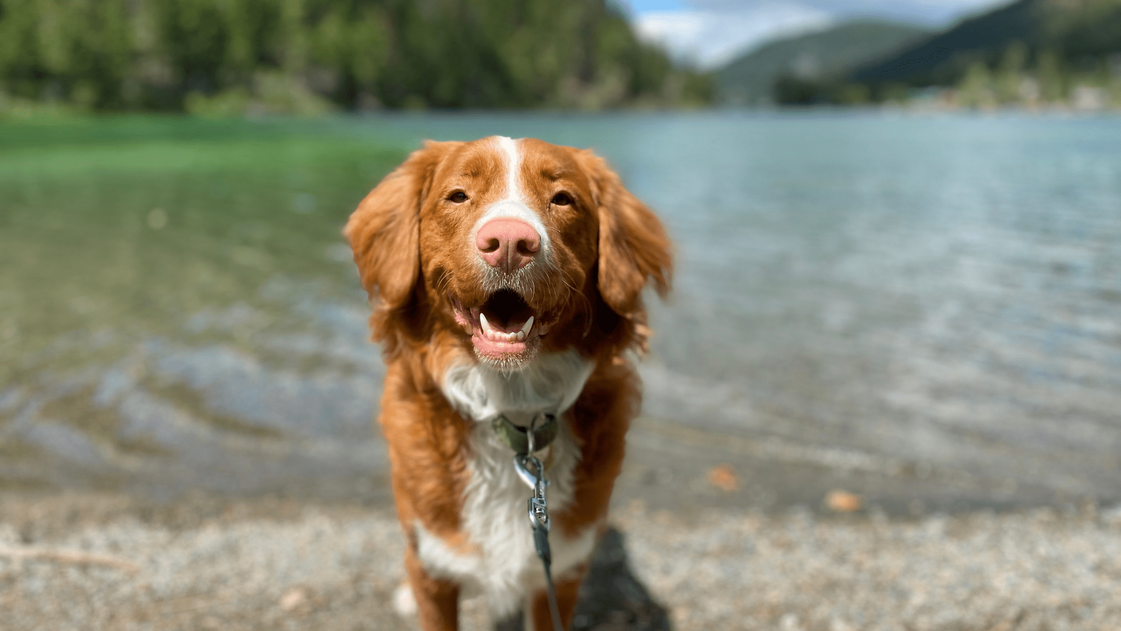 5 of the Best Dog-Friendly Holiday Locations in the UK - DOG Blog
