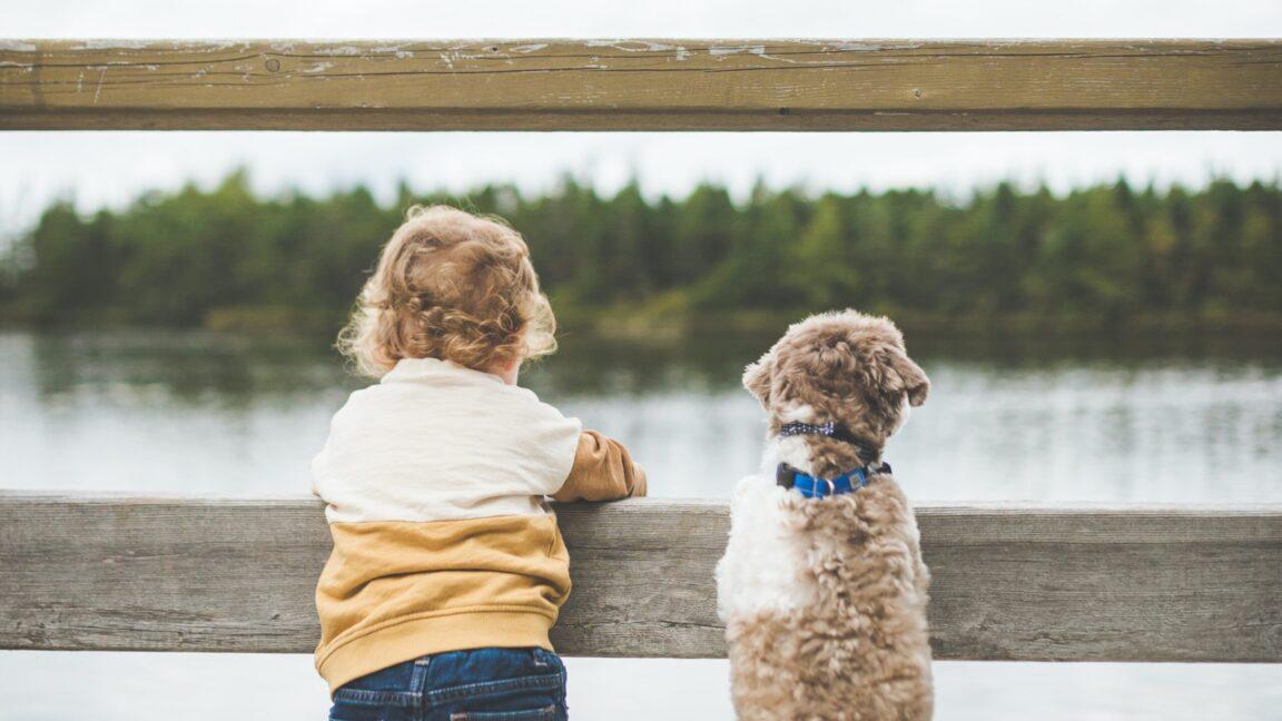 Dog Friendly Petting Zoos & Farms To Visit With Your Pooch - Houndy