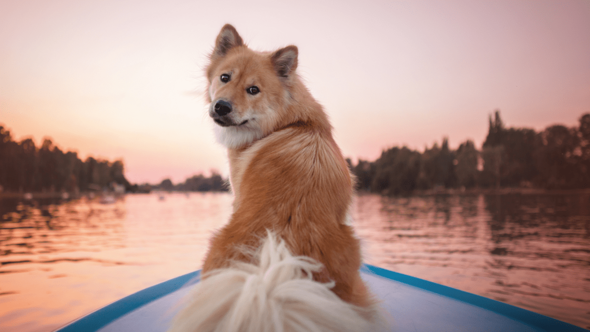 Ahoy! 10 Dog Friendly Boats and Boating Destinations - Houndy