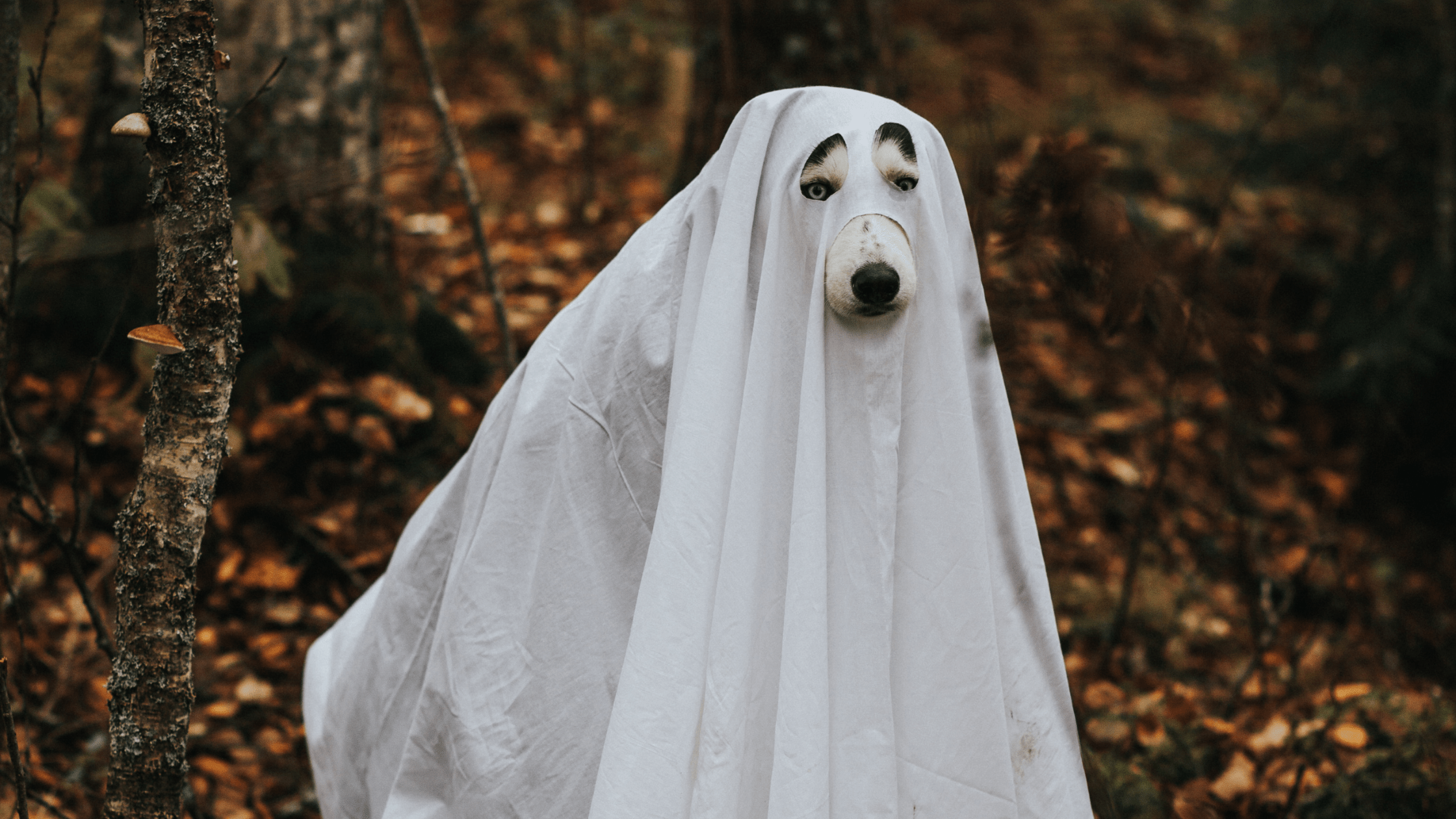The UK's Top Haunted Pubs Where Dogs Are Welcome Too! - DOG Blog