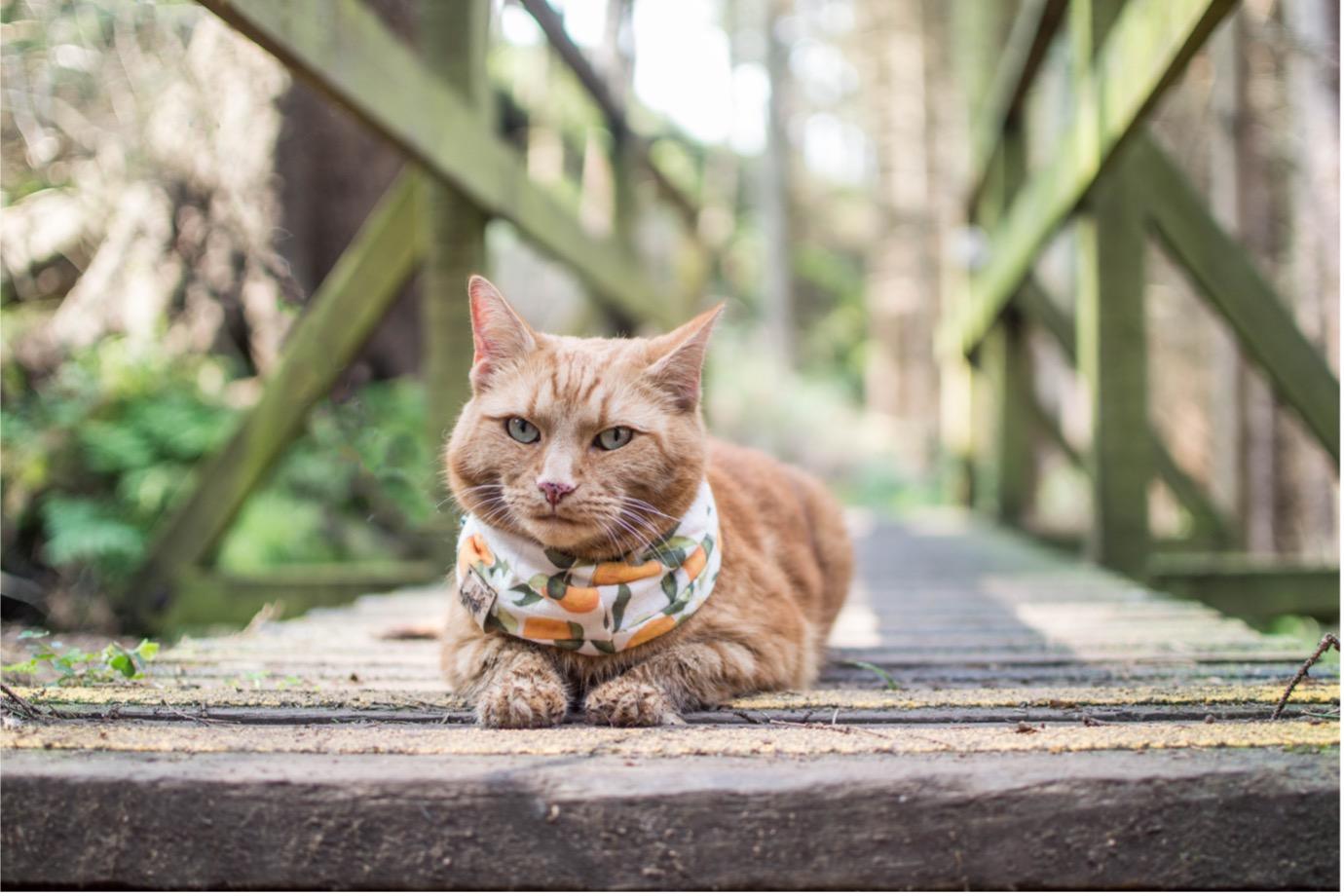 Ashby's Guide To Cat Friendly Places In The UK - Houndy
