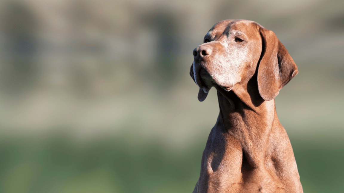 How to Handle Dog Food Allergies? - DOG Blog