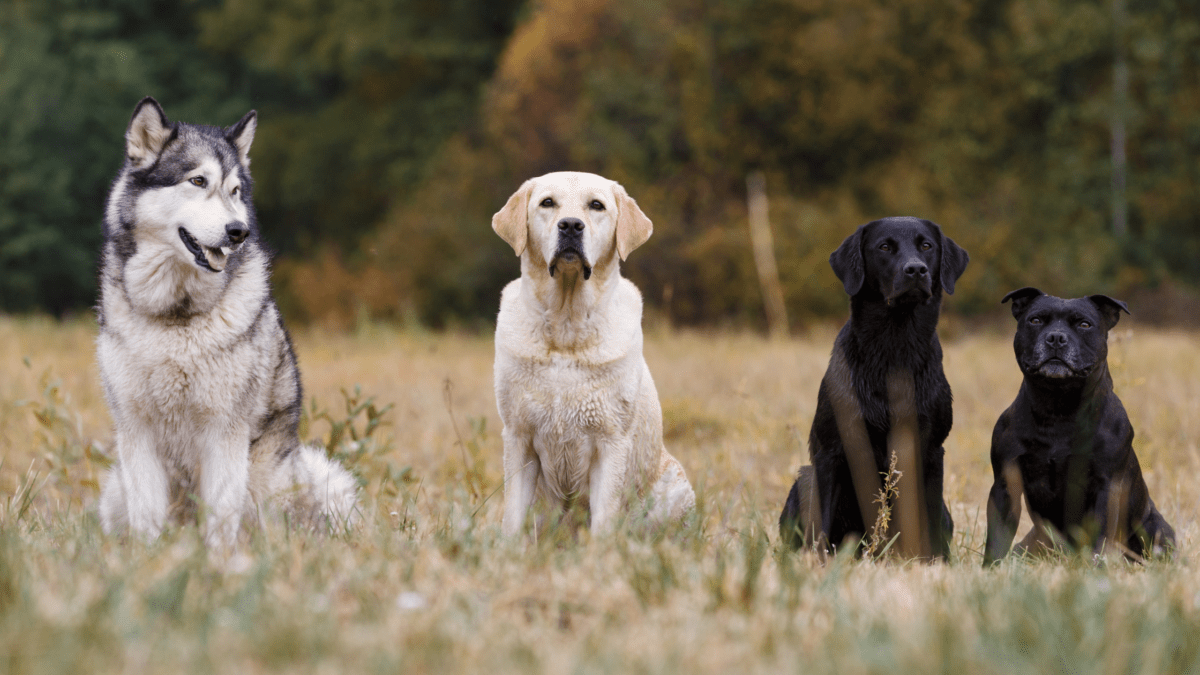 Unraveling the Canine Tapestry: Understanding Dog Breeds - Houndy