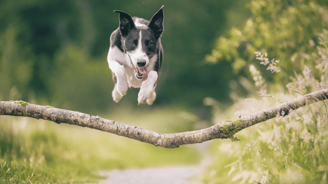 A Beginners guide to Canicross - Dog Blog | Houndy, by Dog Furiendly I ...