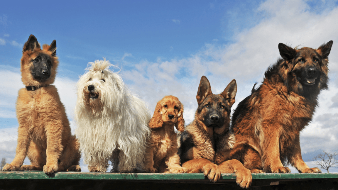 What Is the Heinz 57 Dog Breed? A Melting Pot of Canine Charms - DOG Blog