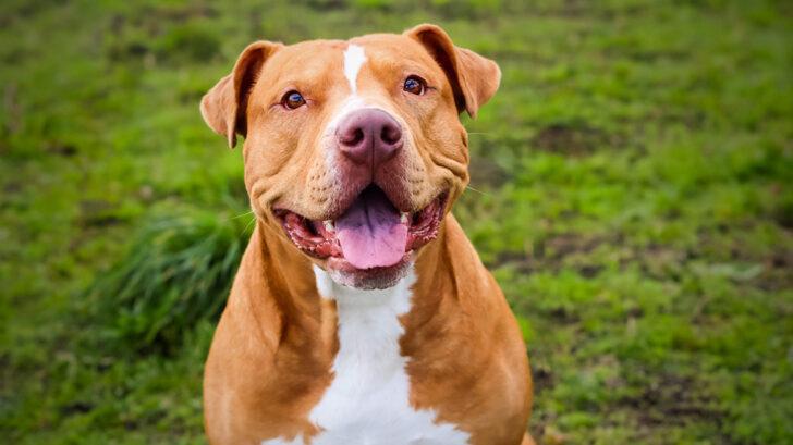 Dog Friendly Petting Zoos & Farms To Visit With Your Pooch - DOG Blog