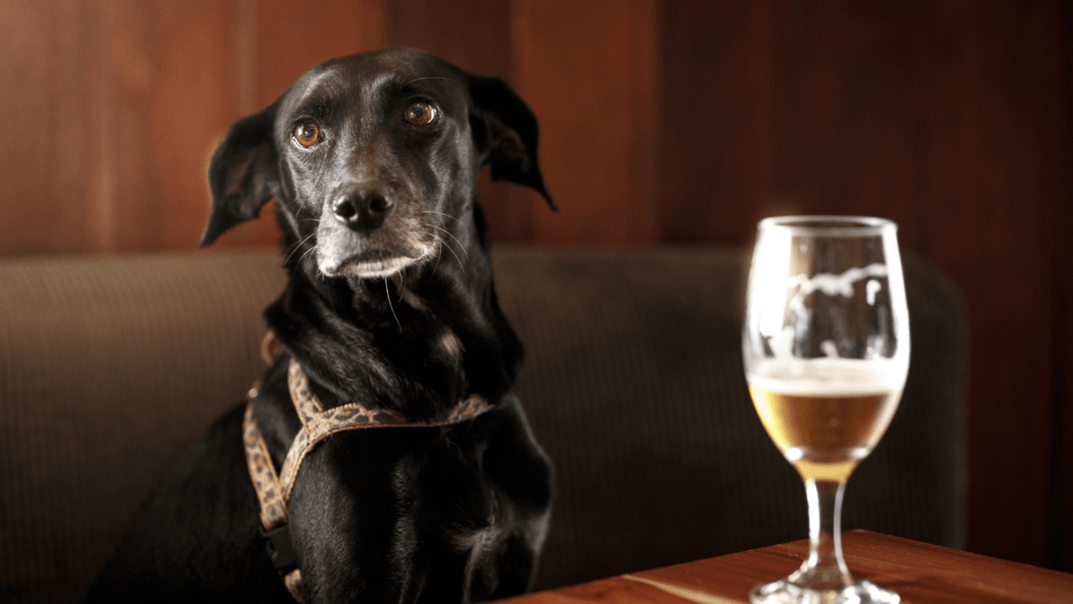Dog Friendly Pubs in Chipping Norton: A Tail-Wagging Tour - Houndy