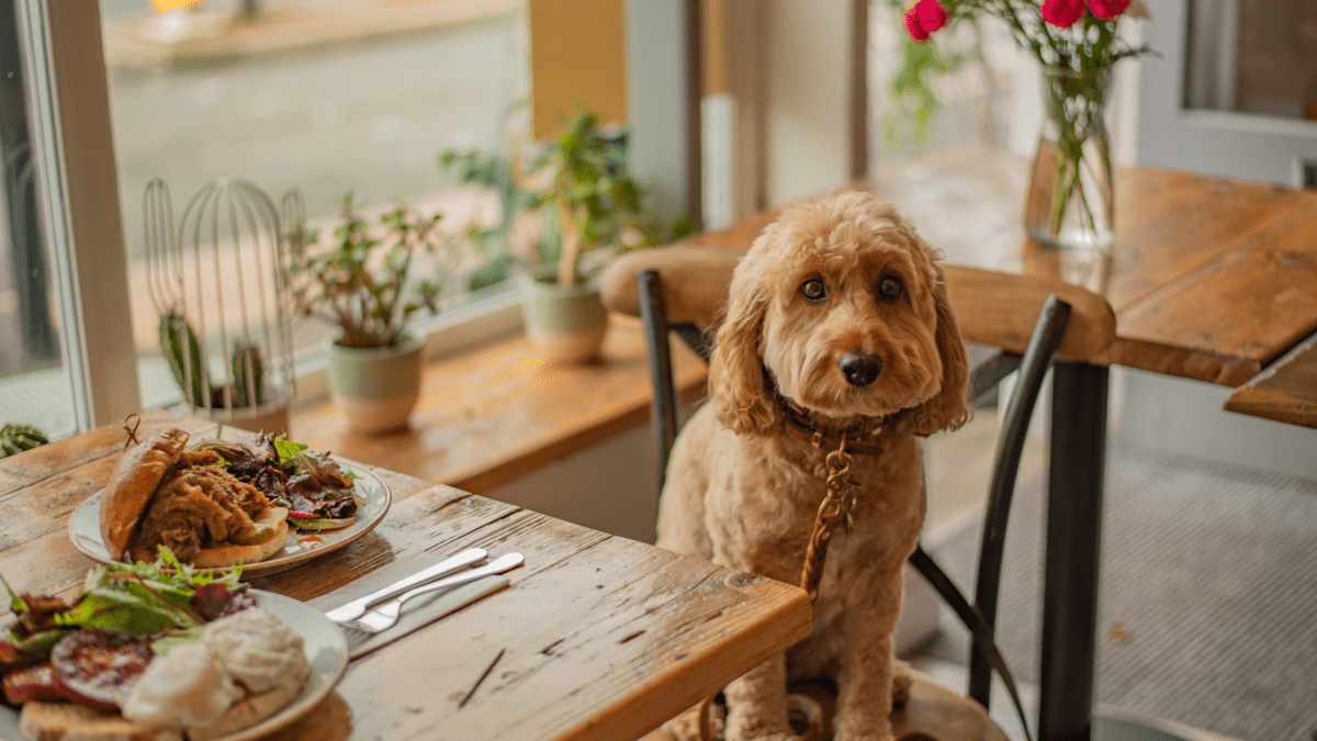Our Favourite Dog Friendly Attractions in Tenby - DOG Blog