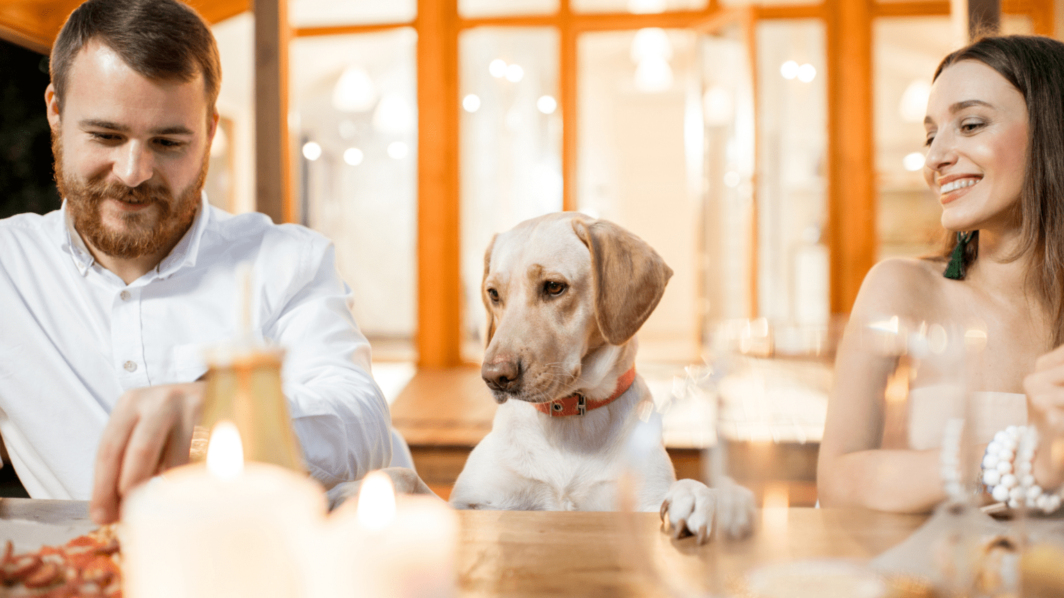 The Ultimate Guide to Dog Friendly Whitby - Dog Blog | Houndy, by Dog ...