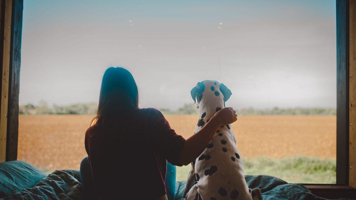 Is Travelodge Dog Friendly? Your Ultimate Guide - DOG Blog