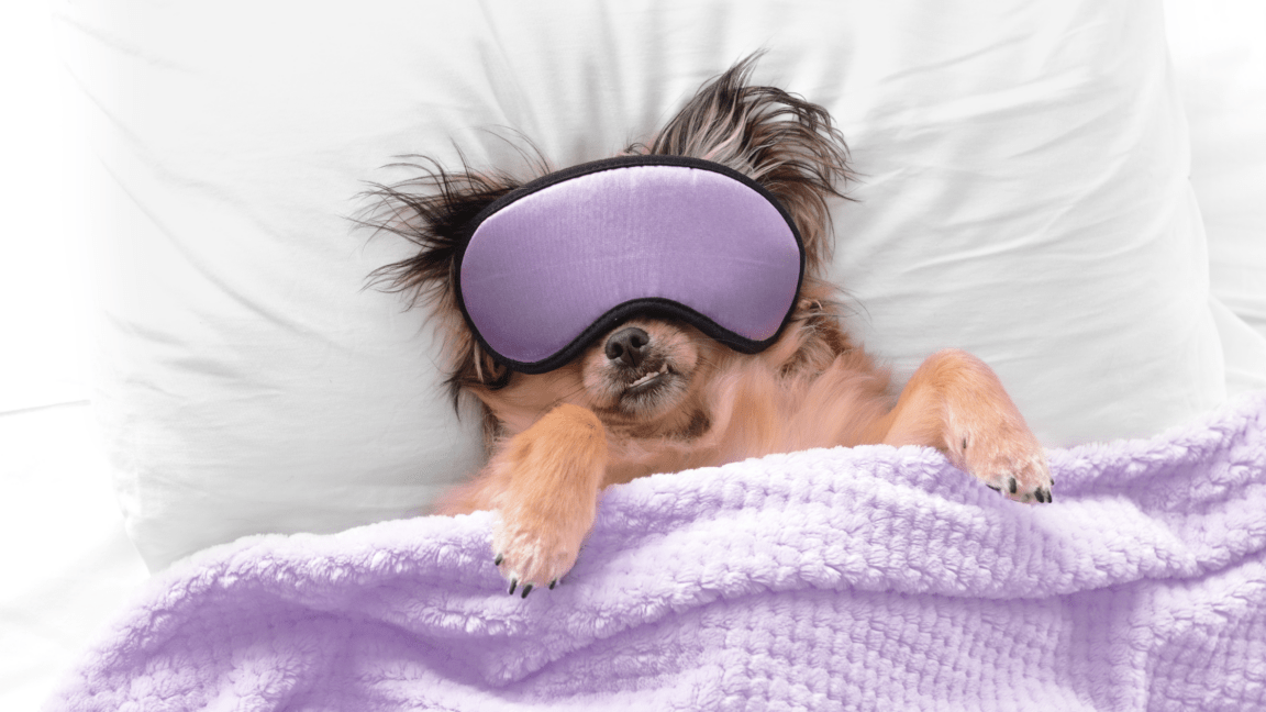 How Much Sleep Does Your Dog Need? - Dog Blog | Houndy, by Dog Furiendly