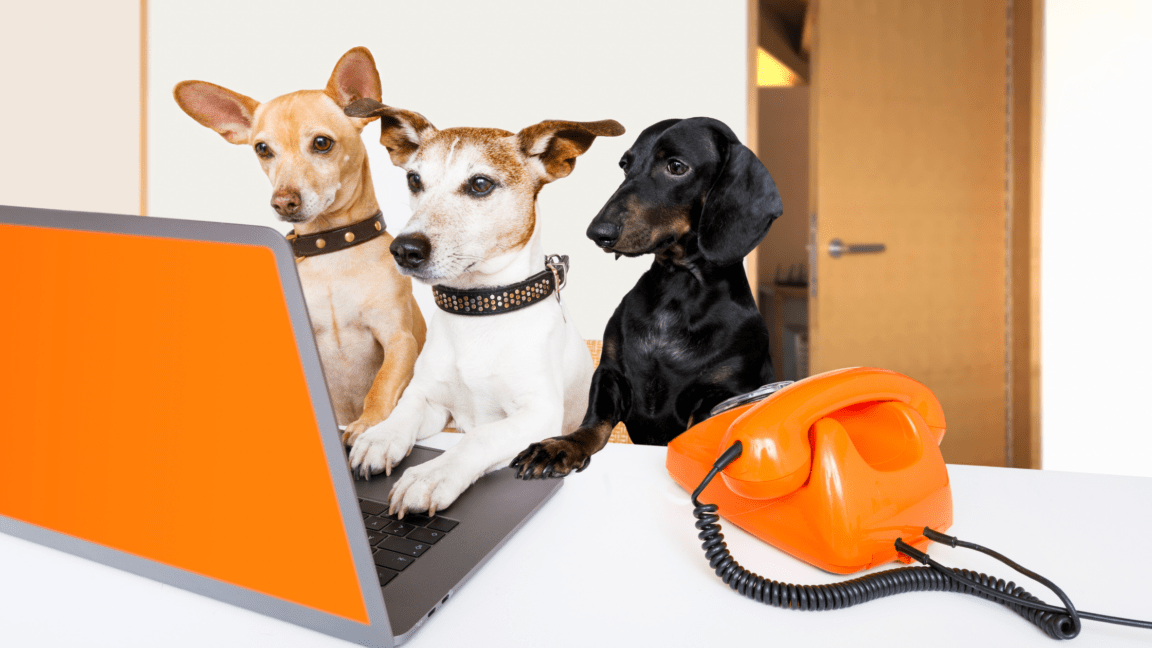 Dog Friendly Petting Zoos & Farms To Visit With Your Pooch - Houndy