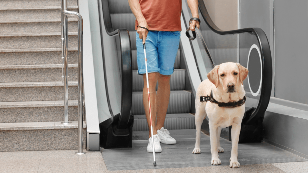 Is The Range Dog Friendly? Understanding The Store Policy - Houndy