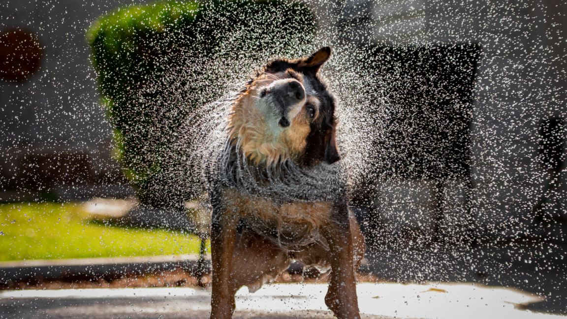 Dog Friendly Petting Zoos & Farms To Visit With Your Pooch - Houndy