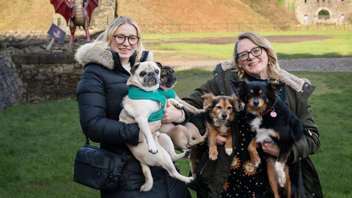 What Is the Heinz 57 Dog Breed? A Melting Pot of Canine Charms - Houndy