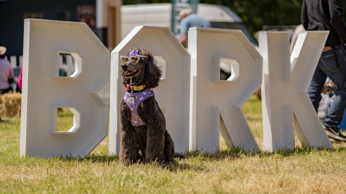 What Is the Heinz 57 Dog Breed? A Melting Pot of Canine Charms - Houndy