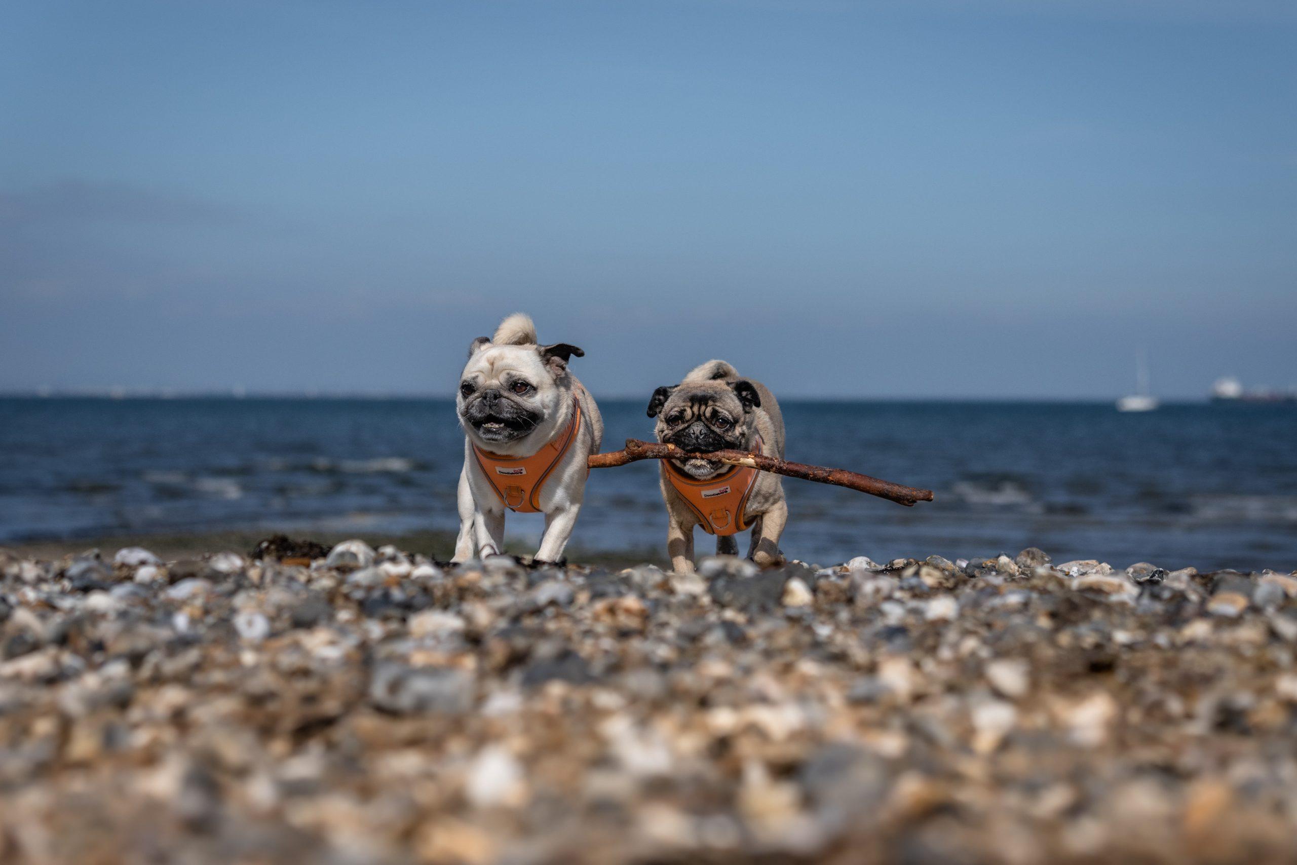 Dog friendly Beaches on the Isle of Wight - Dog Blog | Houndy, by Dog ...