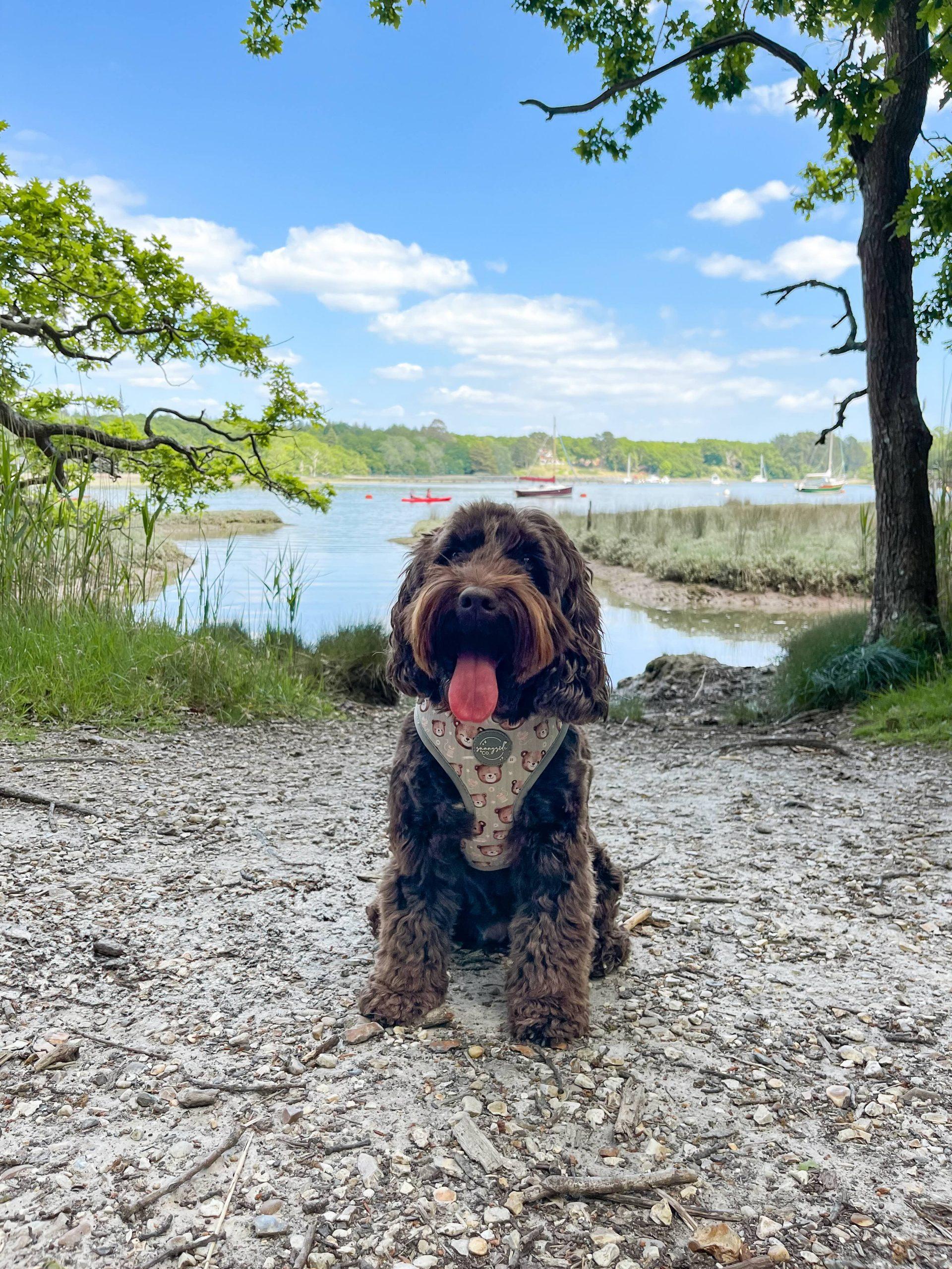 5 Things You (Probably) Didn’t Know About the New Forest - DOG Blog
