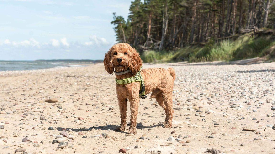 Dog Friendly Petting Zoos & Farms To Visit With Your Pooch - Houndy, by ...