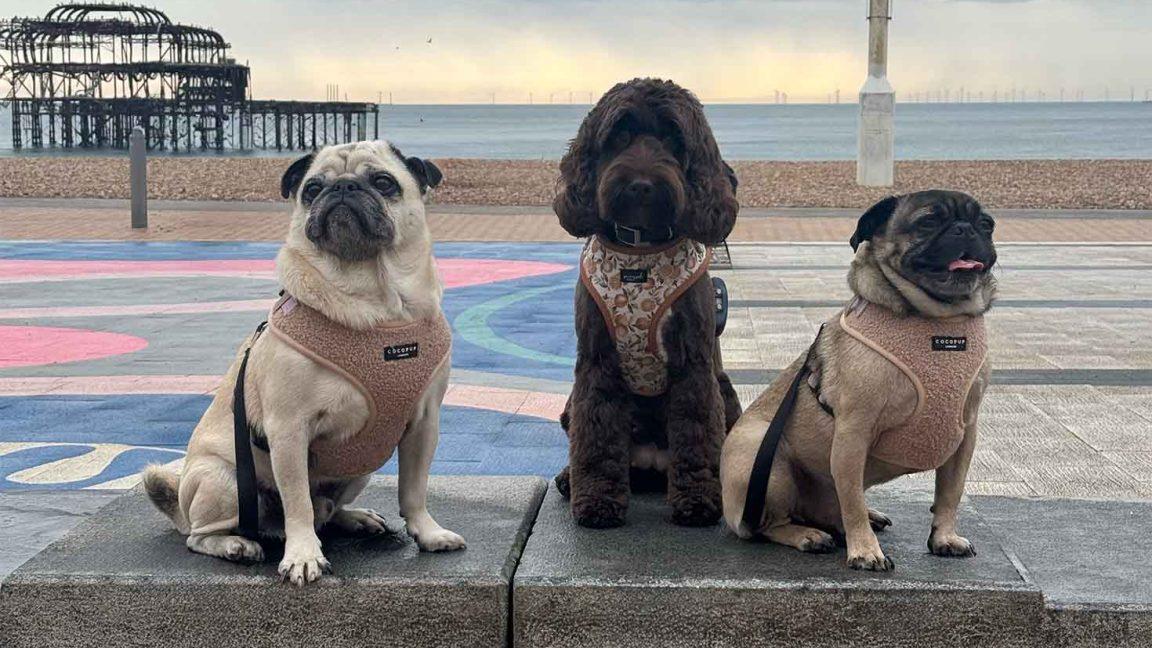 Dog Friendly Petting Zoos & Farms To Visit With Your Pooch - Dog Blog ...