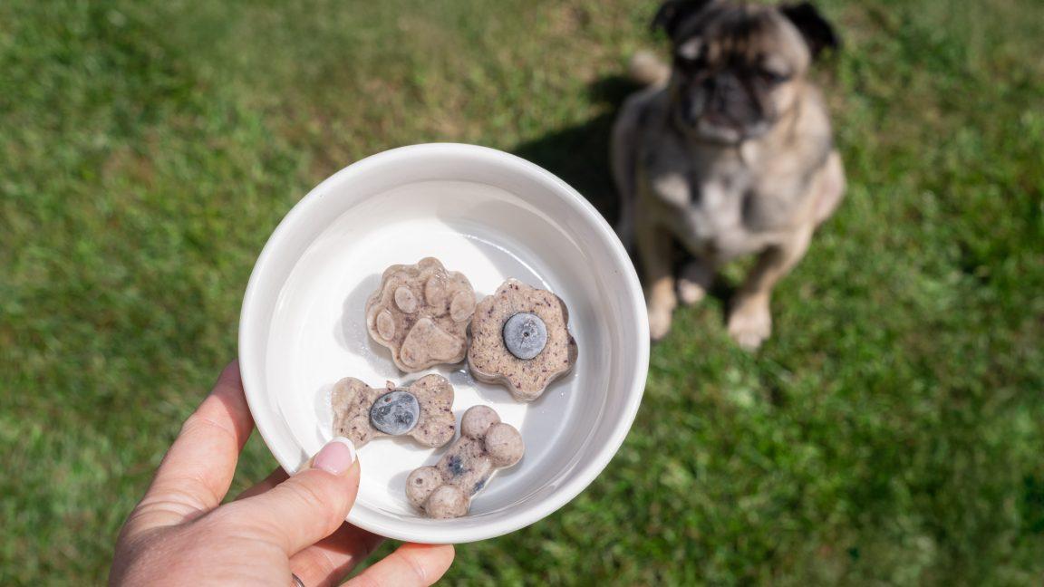 Dog Friendly Petting Zoos & Farms To Visit With Your Pooch - Houndy, by ...