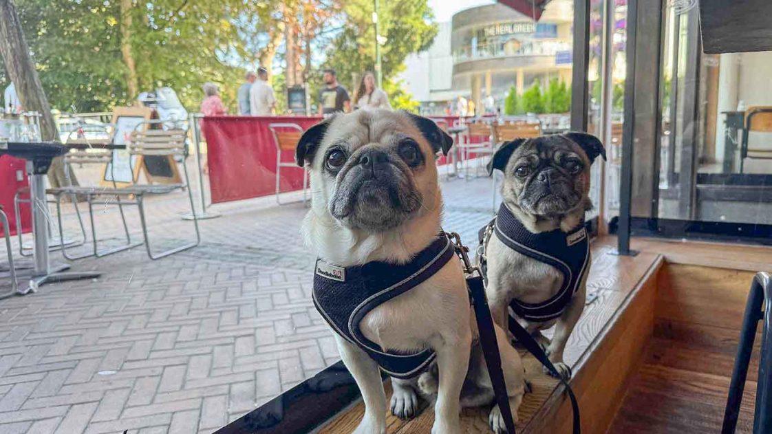 Dog Friendly Petting Zoos & Farms To Visit With Your Pooch - DOG Blog